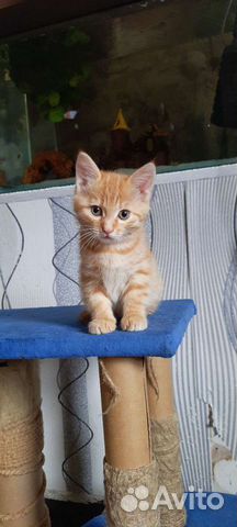 Маленький тигрёнок