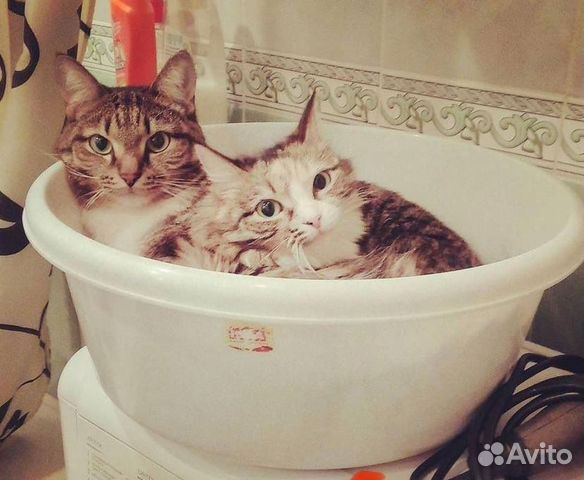 Отдам кота и кошку в добрые руки