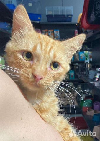 Котик в добрые руки