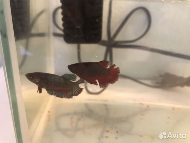 Самка петушка рыбка