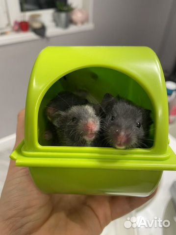 Сирийский хомяк 1 месяц