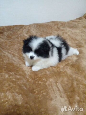 Щенок шпица