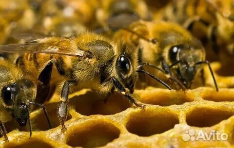 Пчелы