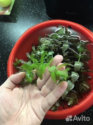 Бакопа Растения аквариумные