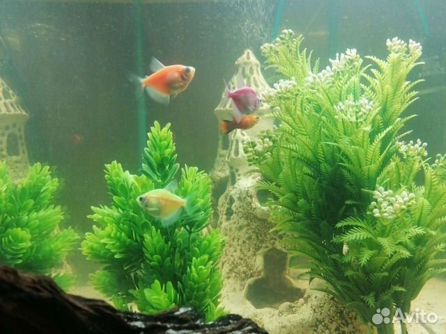 Тернеции гло