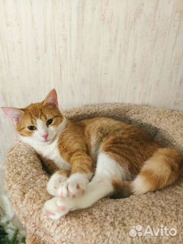 Котята ждут семью