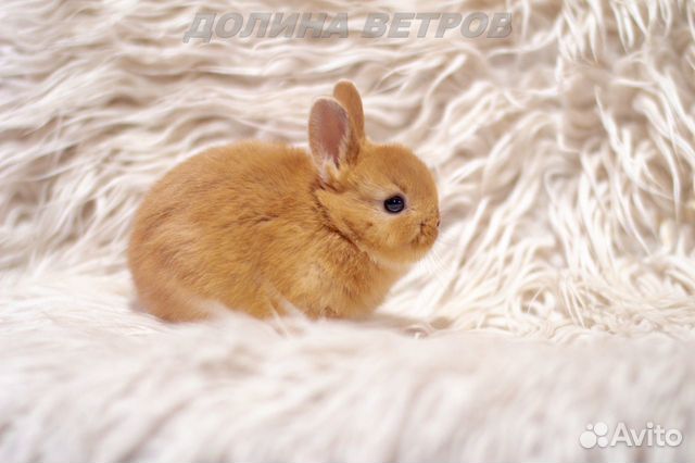 Мальчик минор желтый крошечный малыш