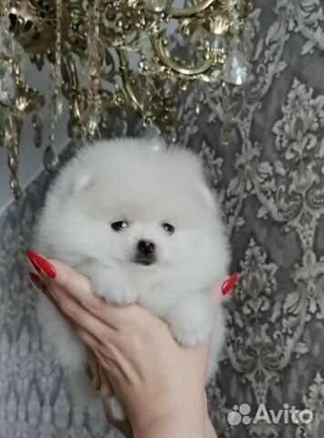 Роскошная девочка мишка