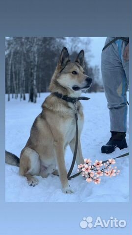 Собака может не пережить зиму