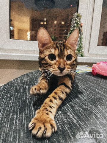 Бенгальская кошка вязка