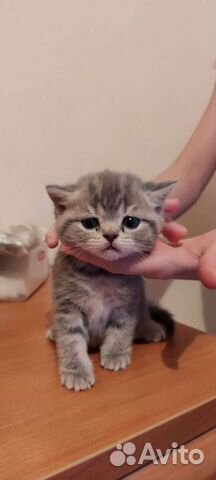Шотландские котята