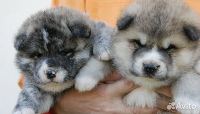 Щенки акита ину