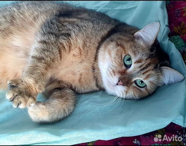 Кошка зеленоглазая полосатая, трехцветная, черная