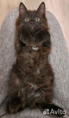 Кошки Курильский бобтейл