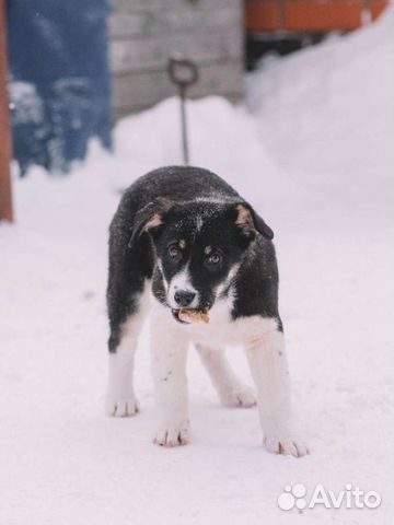 Щенок ищет хозяина