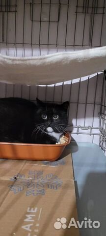 Кошки
