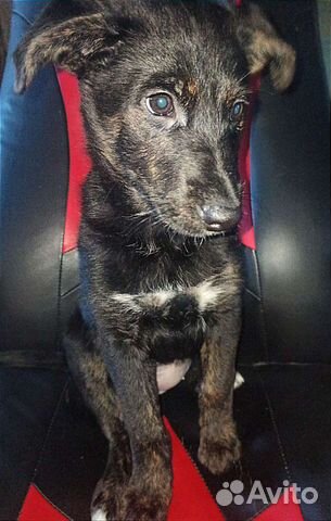 Восточноевропейская овчарка черный,щенок,щеночек
