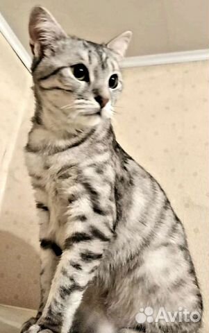 У кота нет усов, состригли и дали время до вечера