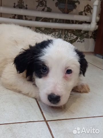 Щенок Бумбараш ищет дом