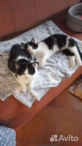 Котята в добрые руки бесплатно