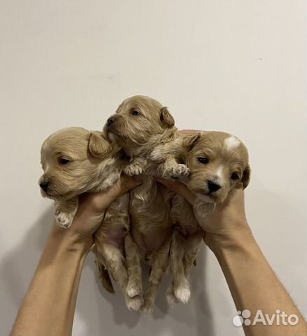 Мальтипу ф1