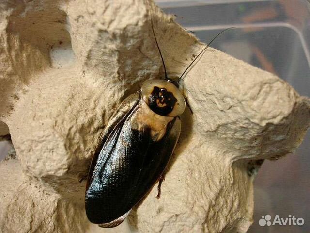 Таракан Blaberus craniifer (Мертвой голова)