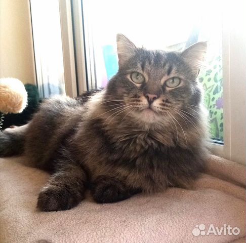 Сибиряк Эдик