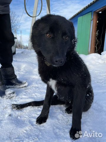 Пес Русик