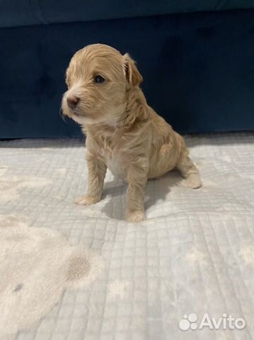 Мальтипу f1 Девочка карамелька