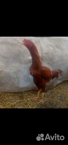 Бойцовые петухи