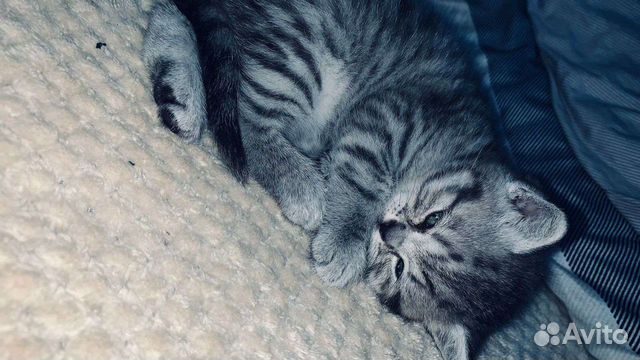 Котёнок скотиш страйт