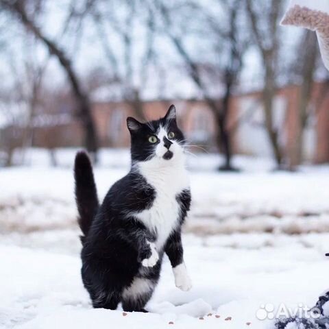 Кошка