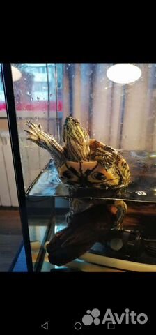 Красноухая черепаха с аквариумом