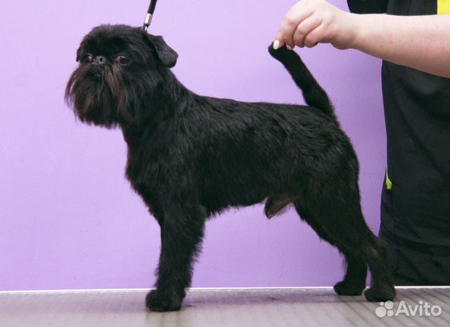 Кобель для вязки Бельгийский Гриффон