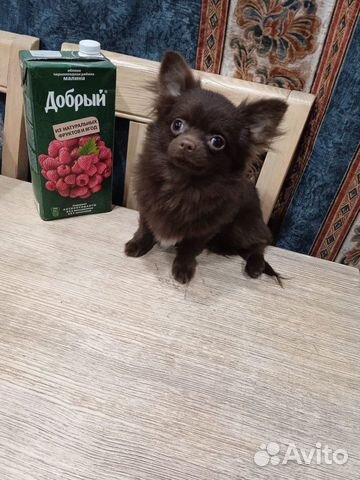 Чихуа mini мальчик Чебуречек