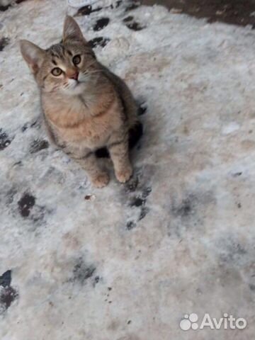 Кошка котенок кот в добрые руки