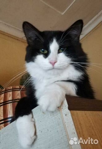 Крупный маркизный красавец котопес Филя в дар