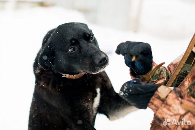 Собаки бесплатно в добрые руки