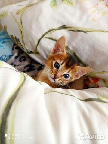 Абиссинские котята