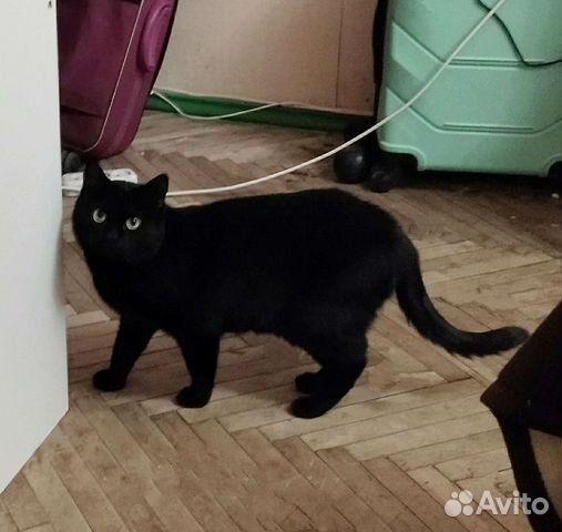 Отдам кота в добрые руки