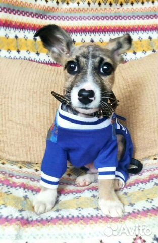 Василек в добрые руки