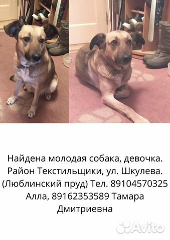 Собака потеряшка девочка