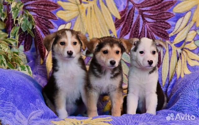 Щенки из приюта в дар