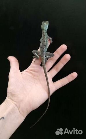 Василиск шлемоносный