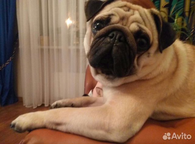 Мопс бесплатно