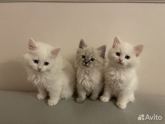 Сибирские котята