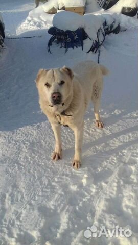 Щенки помесь алабая