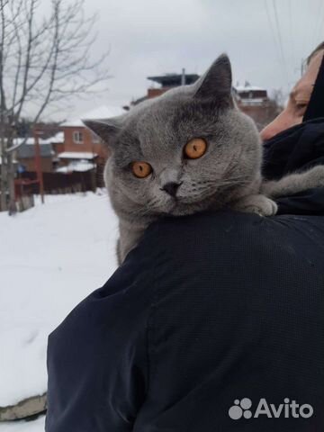 Британский кот вязка