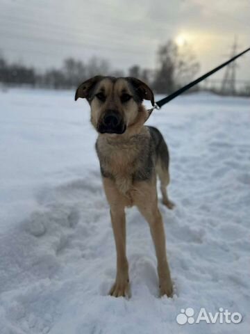 Брусничка хочет обрести дом