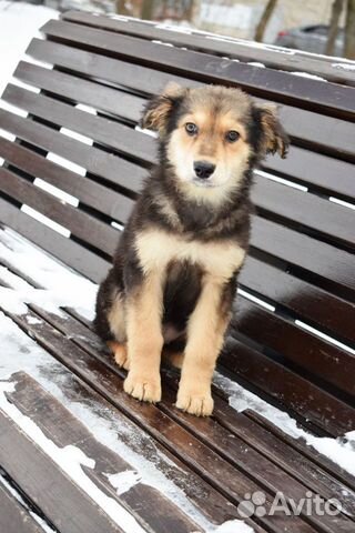 Щенок девочка Джесси 3 мес